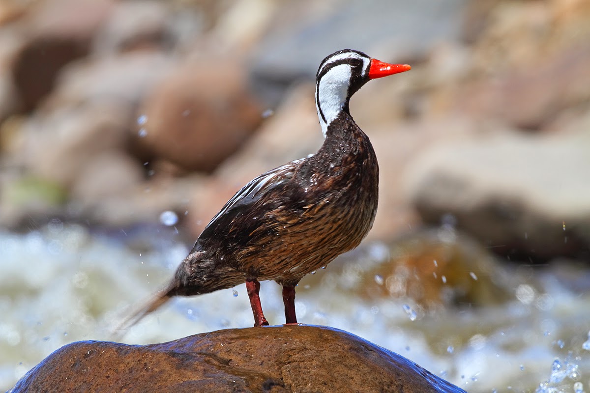 Aves de Patagonia: Pato de Torrente (Merganetta armata)