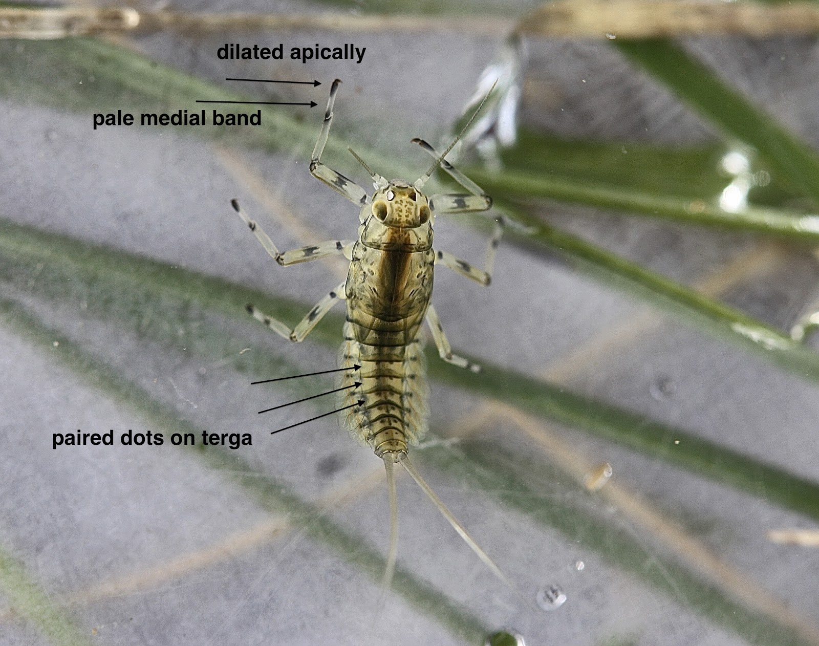Aquatic Insects of Central Virginia: Winter Insects at the Lynch River