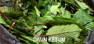 POKOK KETUM - APA BAHAYANYA? (Part 2) - Agriculture Technology