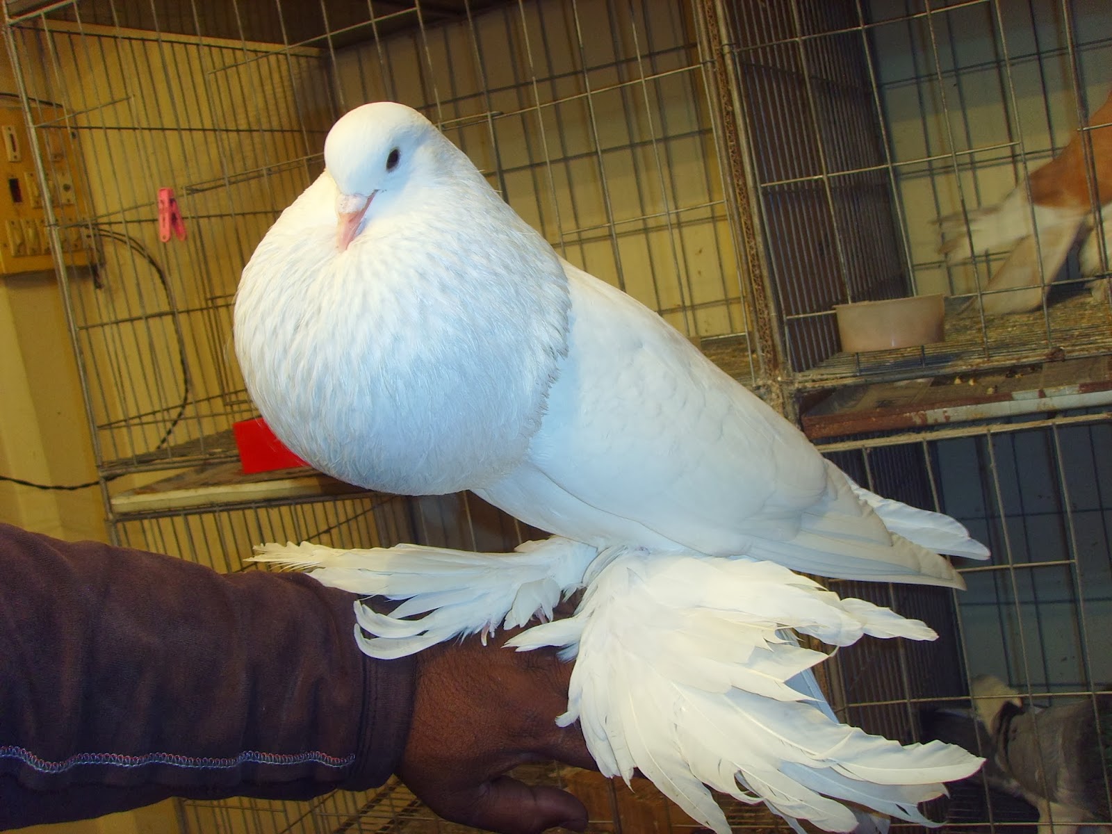 Pomeranian pouter | WELCOME TO PIGEON LOVERS