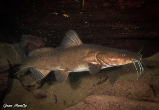 Info animales: BAGRES Y PARIENTES