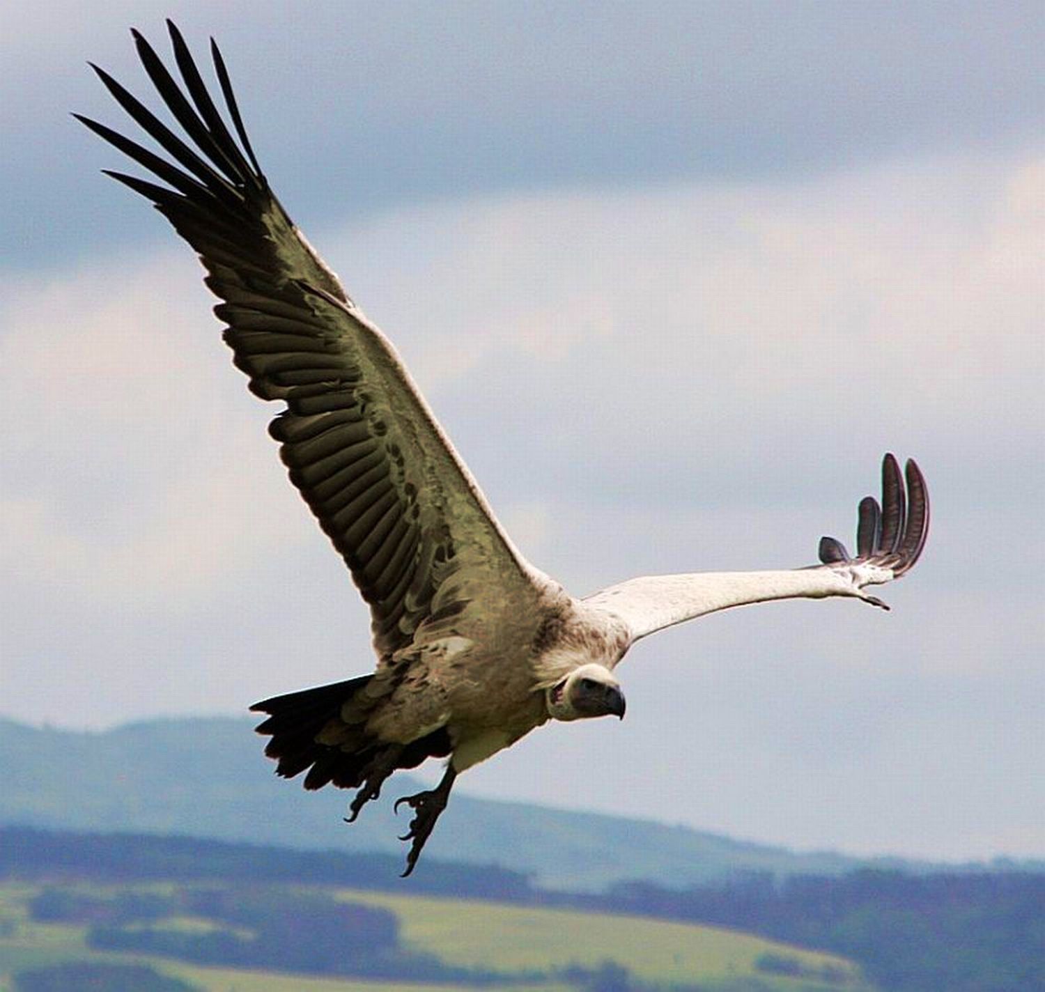 Bob Smith Photography: Vulture in Flight 2
