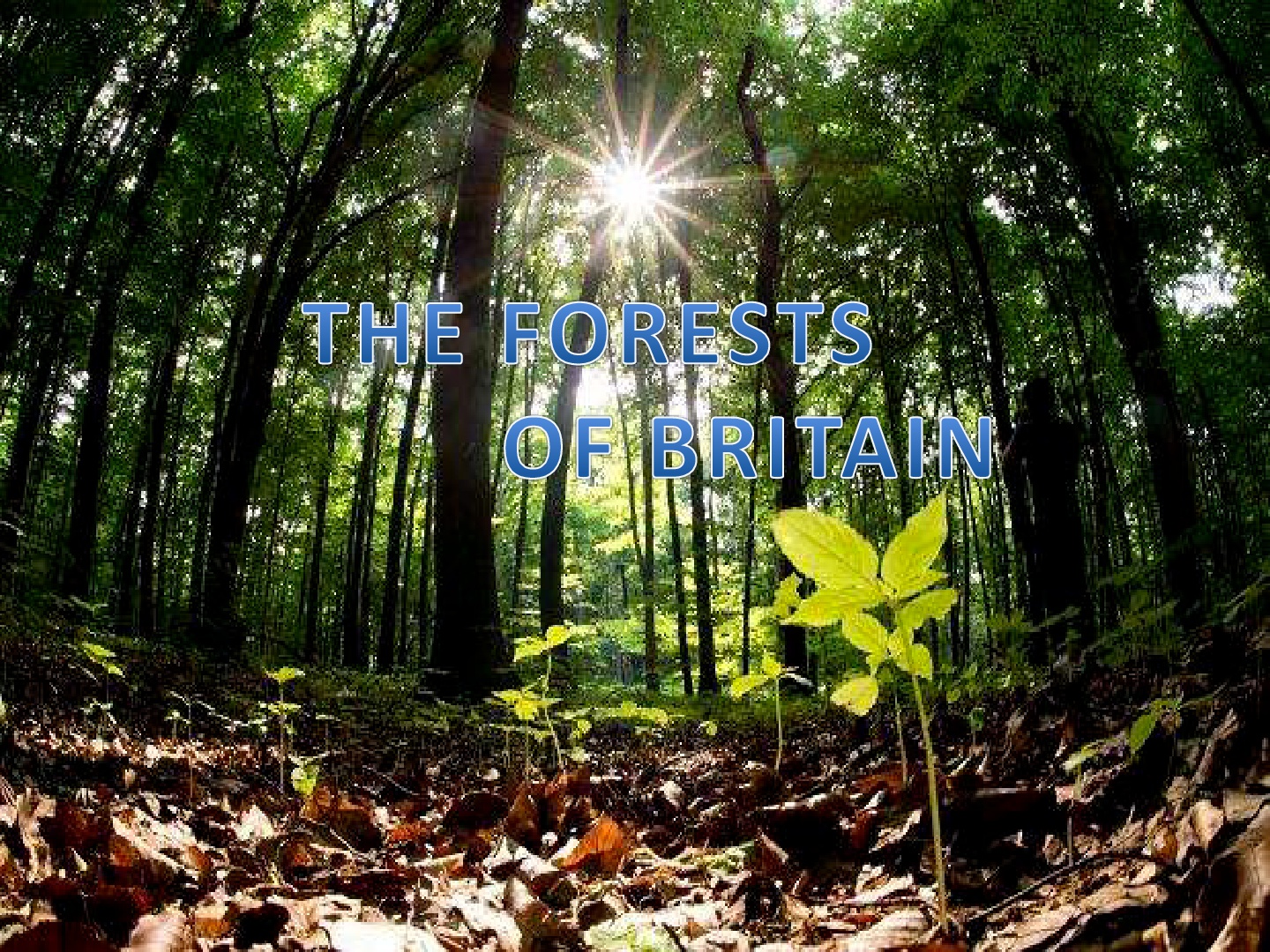 IES Álvaro Yáñez in English and Bilingual Studies: THE FORESTS OF BRITAIN