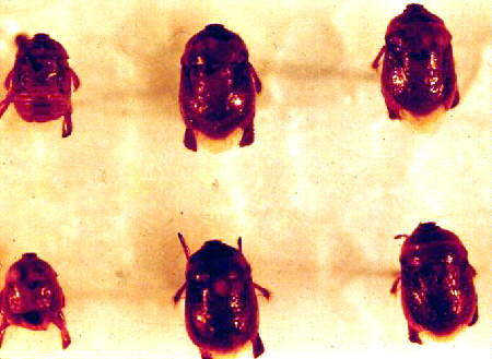 Informações Agrícolas: Milho - Pragas - Percevejo castanho (Scaptocoris ...