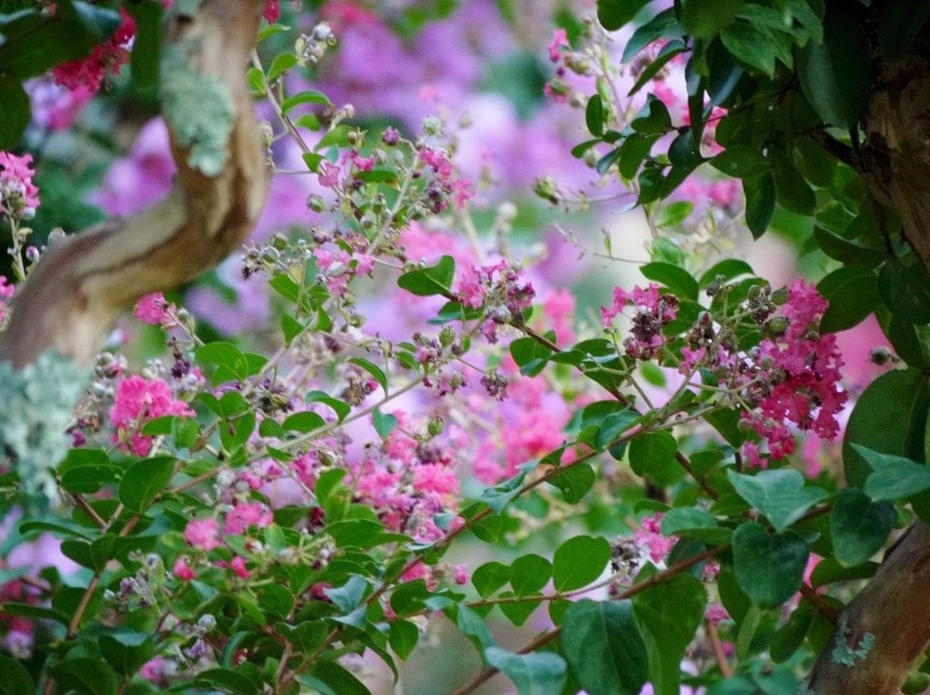 Stardust Talk : Japanese Crape Myrtle
