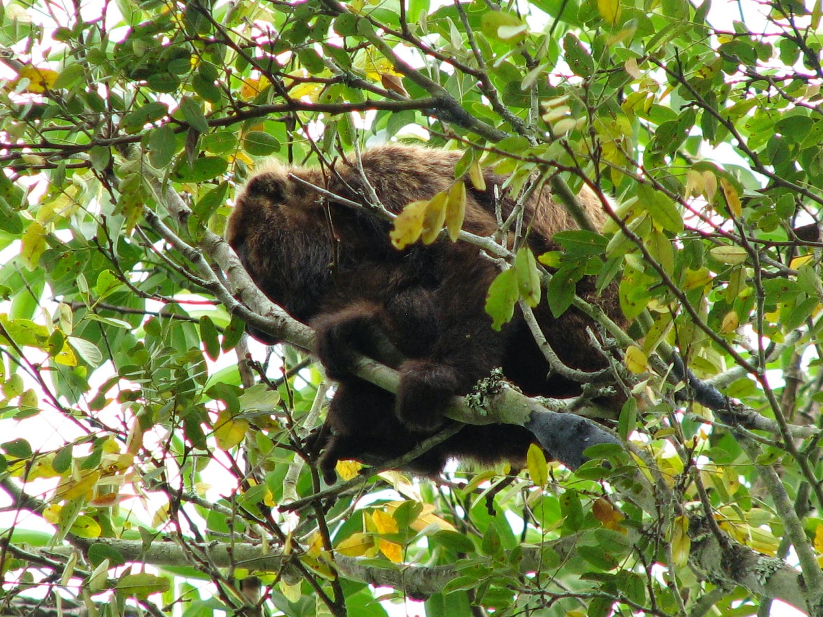 Gomes.JB: Bugio-ruivo - Alouatta guariba clamitans