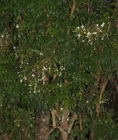 Blossoms of Bangalore: Bouquet Unstringed