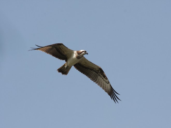 BIRDING - Kyoto, Kansai and Japan: osprey, kite & harriers