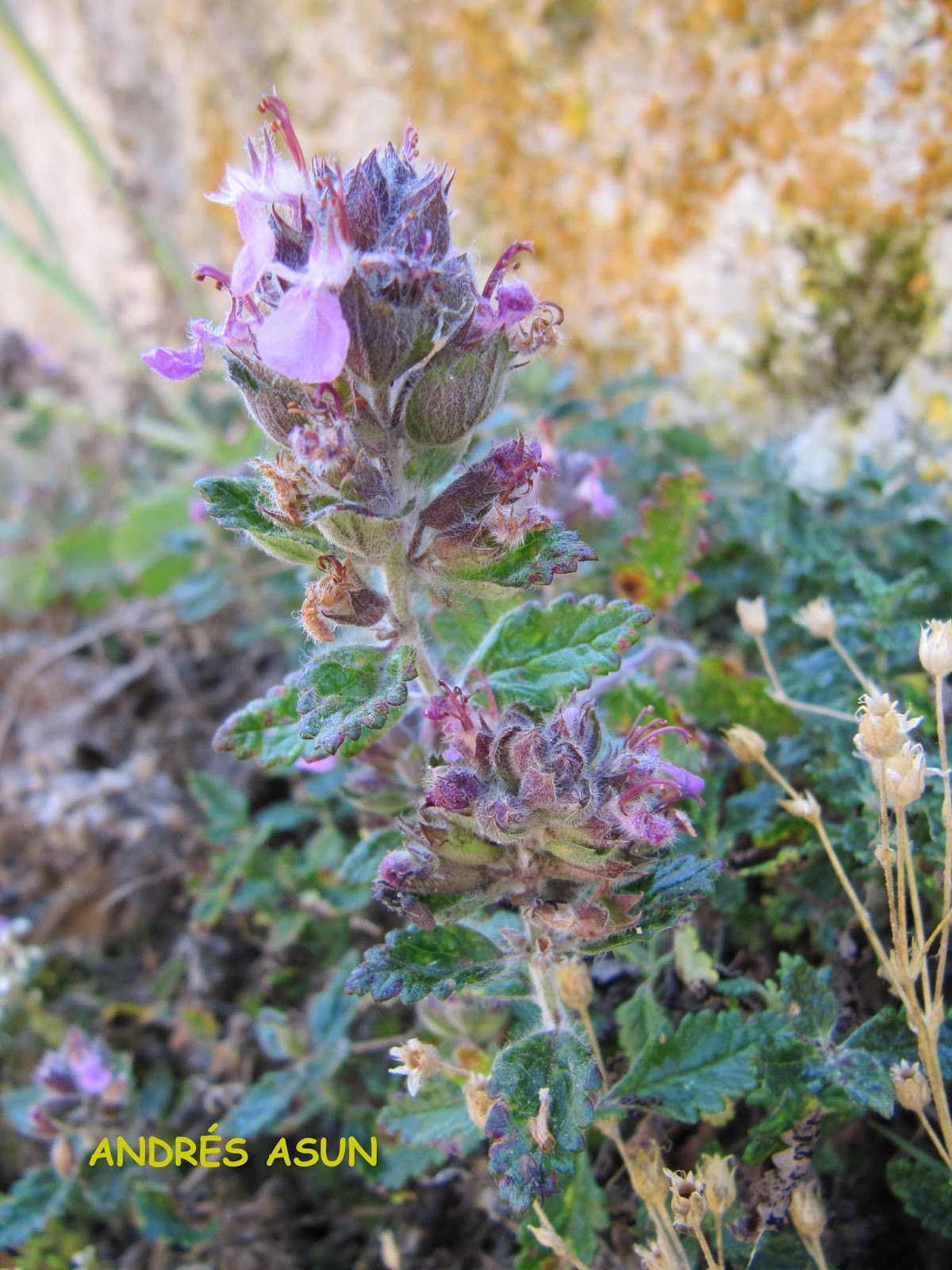 Flores silvestres de la Cordillera Cantábrica: LABIADAS - Labiatae