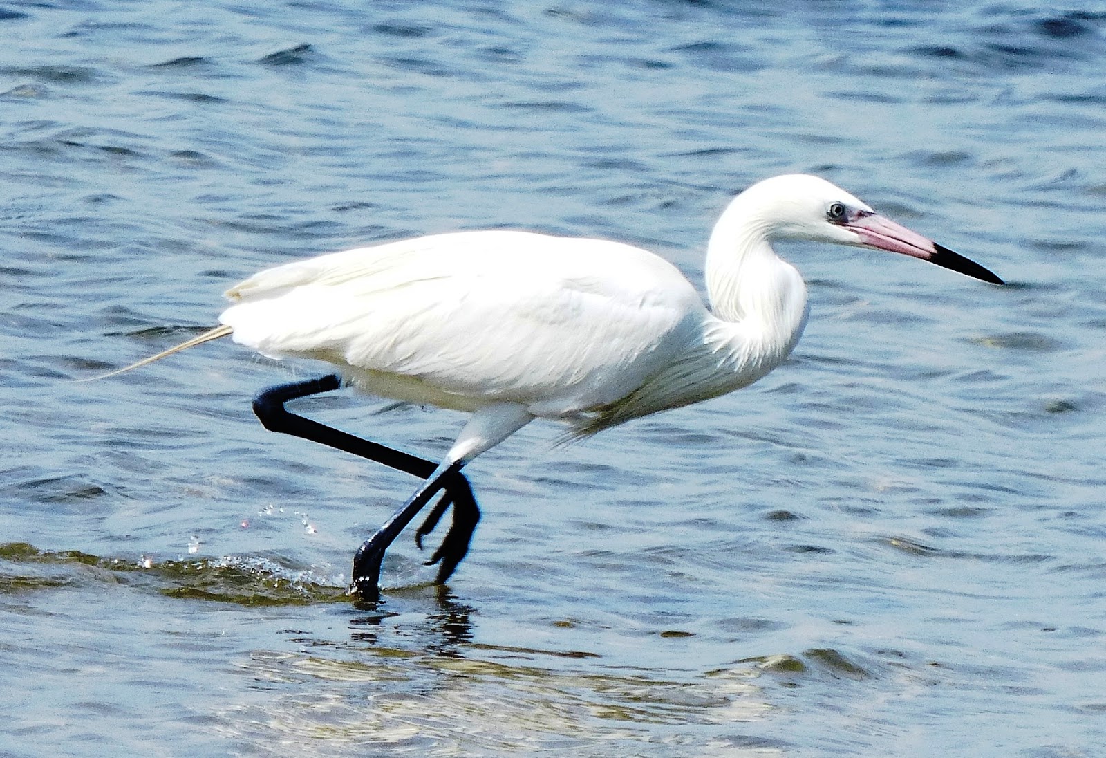 Duffbirder meets South Holderness!: Texas 13 - Waterbirds