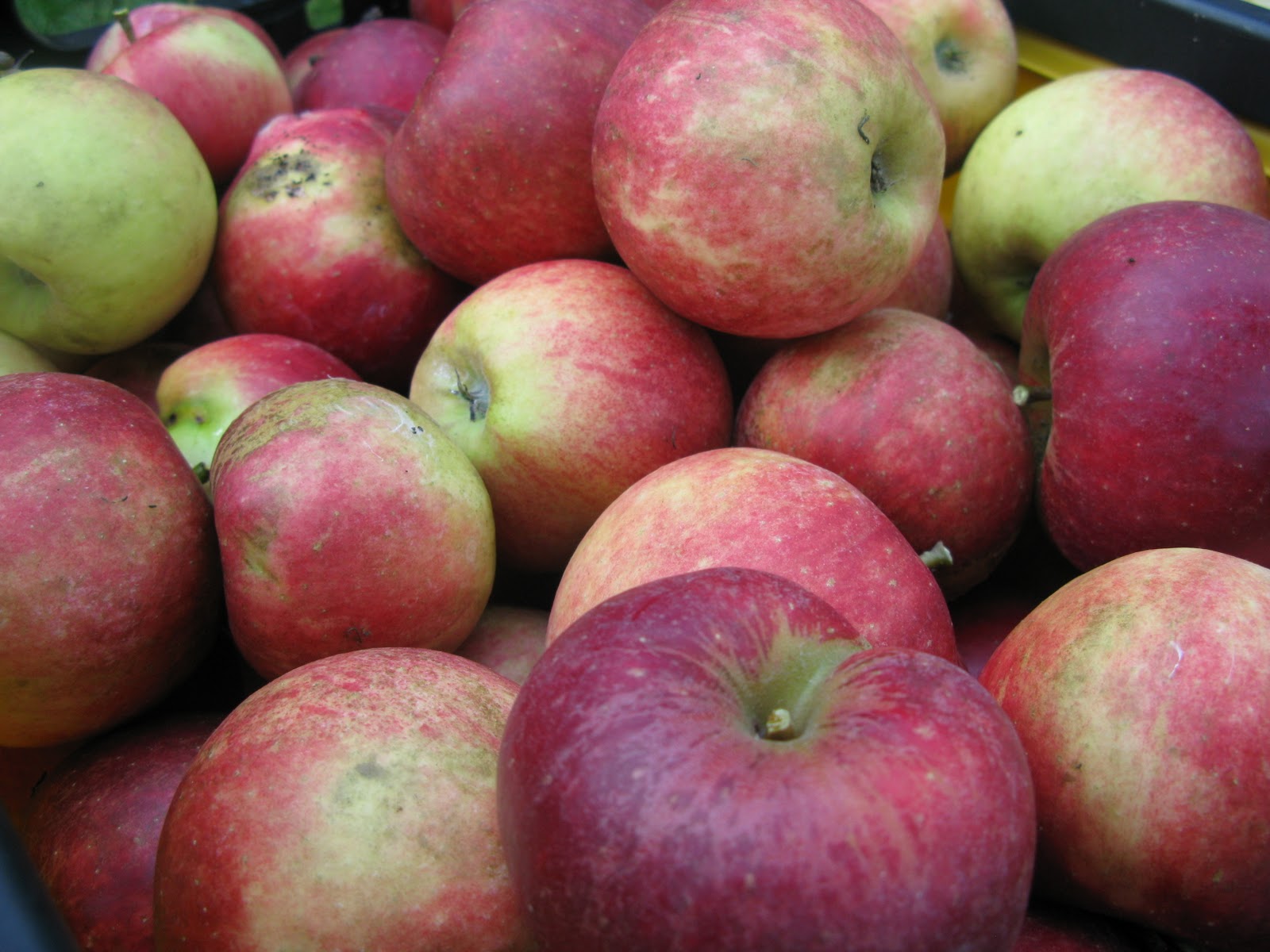 Jente: Appels plukken