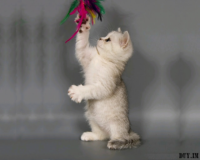 ABDULMUIN: Kucing yang Cute (34 gambar)