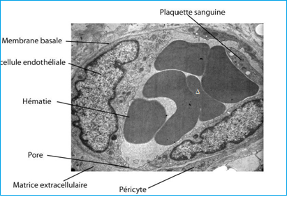 Les différents types des microscopes - Optique, Photonique ...