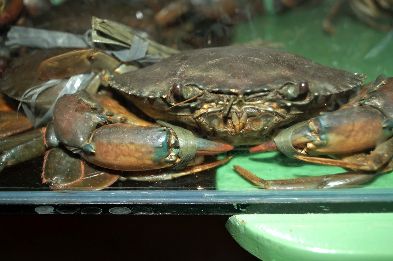 Craving for crabs? Try Crazy Crab!