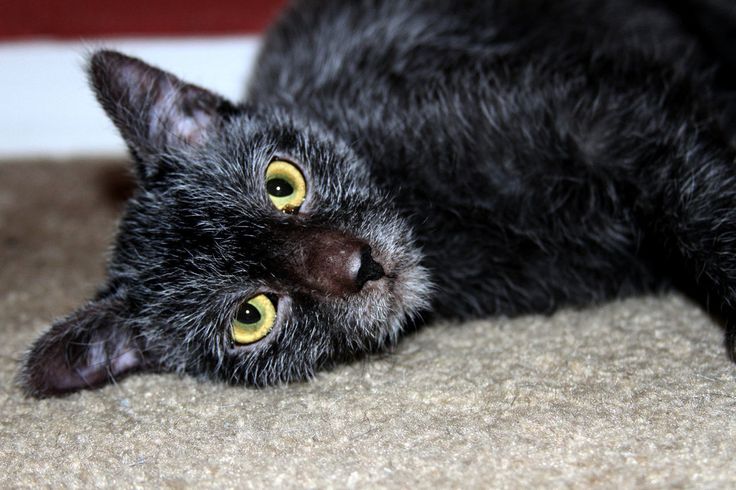 แมวแซมเสวตรยังไม่ได้สูญพันธุ์ไปจากไทย แต่ที่จริงแล้วคือแมวป่วยเป็นภาวะ ...