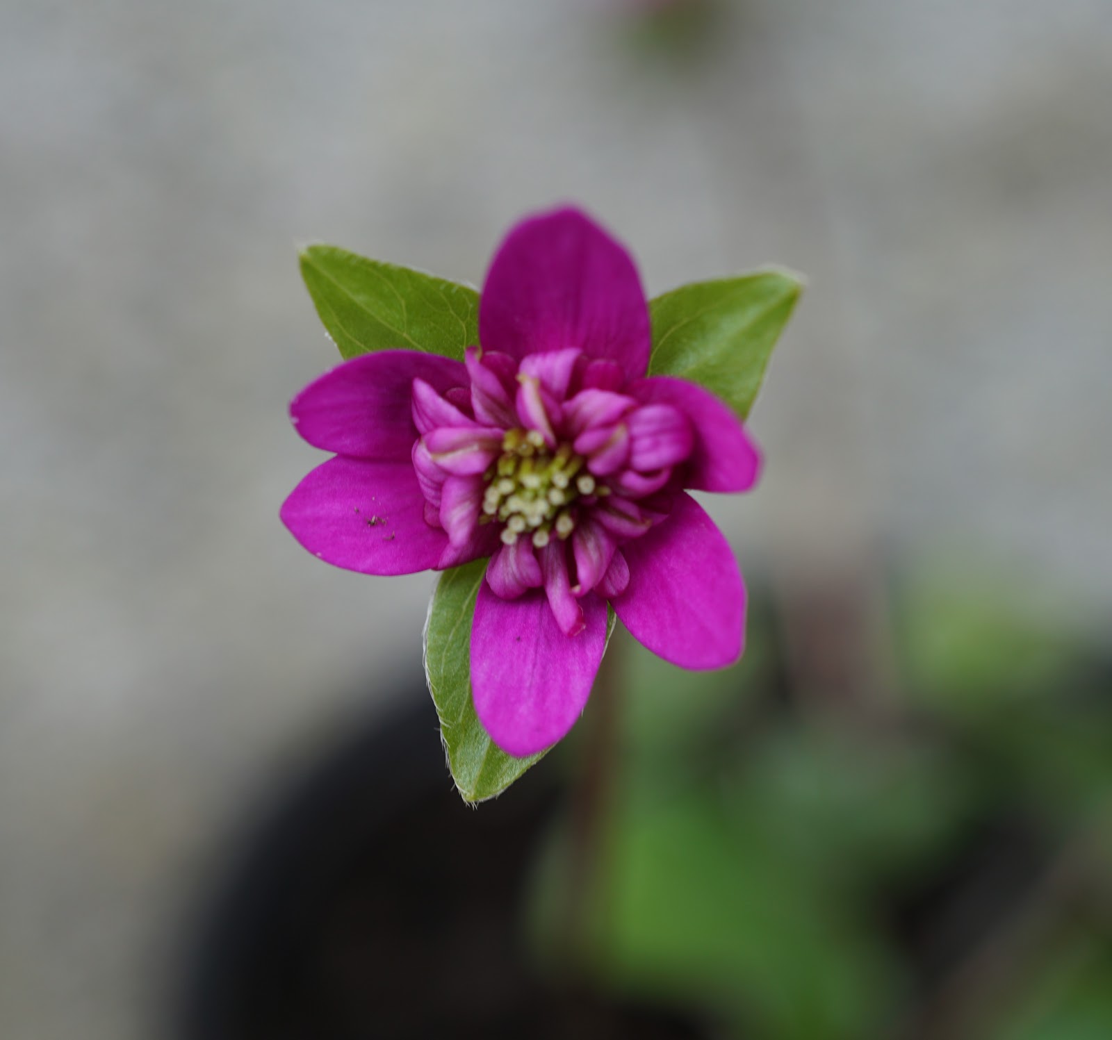 Stauder i Stovby: De tidligste planter i blomst