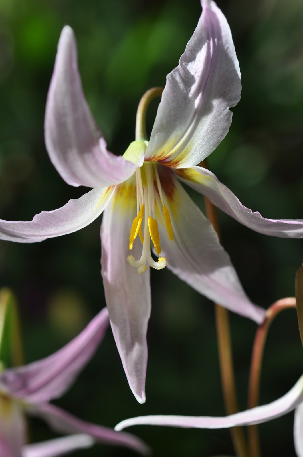 Alpine Garden Society Victorian Group: Perfect Woodland Plants ...