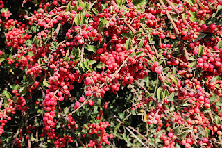 Biodiversity of Cyprus by NGO Protection of the Natural Heritage and ...