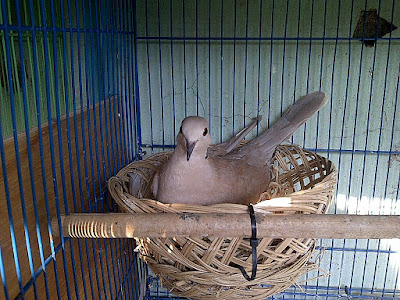 burung puter sebagai foster | Pawiro Bird Farm | Dove and Pigeon Breeder
