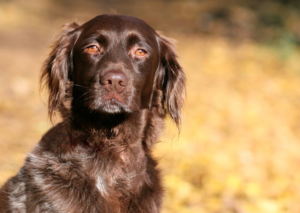Training Dogs Pets Secrets Ask A Vet Why Does My Dog Stare At Me training-dogs-pets-secrets-ask-a-vet-why-does-my-dog-stare-at-me