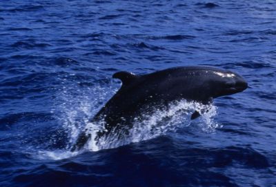 False Killer Whale
