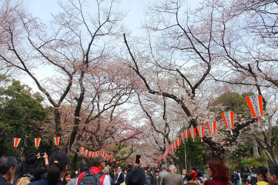 10D9N Spring Japan Trip: Sakura Season at Ueno Park, Tokyo | Wandering Fel