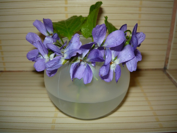 Dorina: Un buchetel de toporasi din gradinuta mea de flori, 5 aprilie 2011