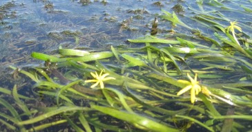 Four Mile Run Conservatory Foundation: Wild Water Weed Weekender?