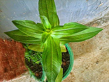 Zinnia Flowers- Seeniya | SL Flora