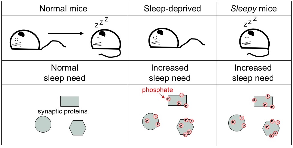 cellways: Too much phosphorylation, time to go to sleep!