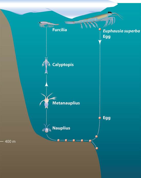 What about Krill?: Krill Reproduction and Moulting