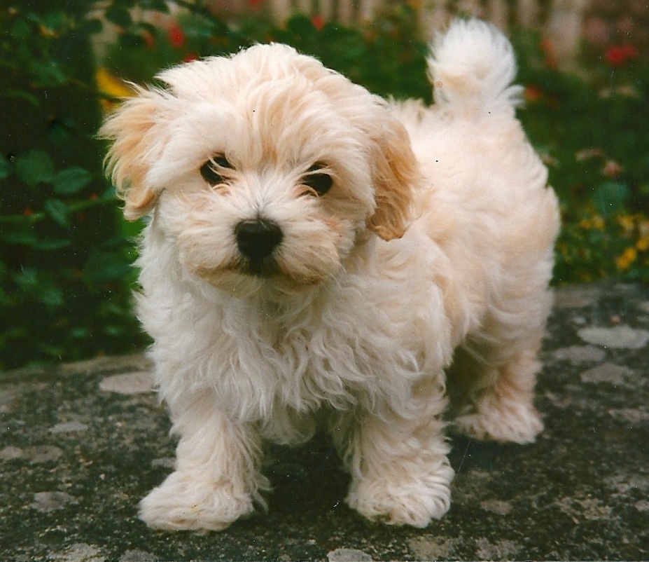 Fagervikslyra: Axina - Bichon havanais