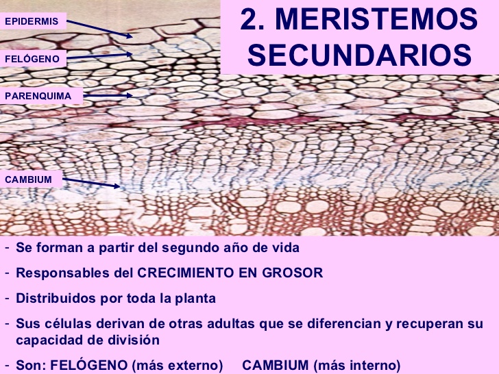 Ingeniería Agrícola: Tejidos meristematicos