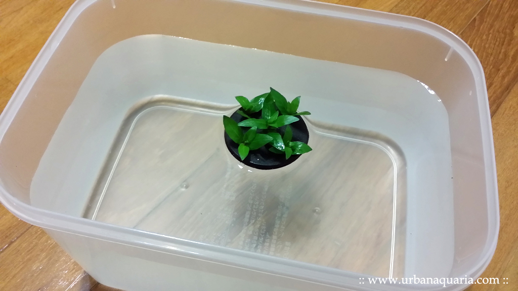 Urban Aquaria: Aquarium Floating Island Planter