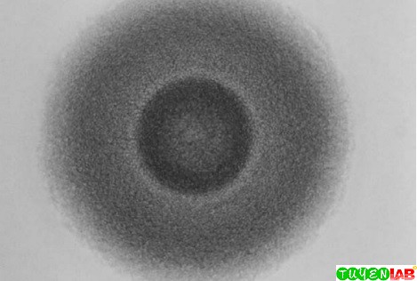 [Microbiology] Atlas of Mycoplasma and Ureaplasma | Free Medical Atlas