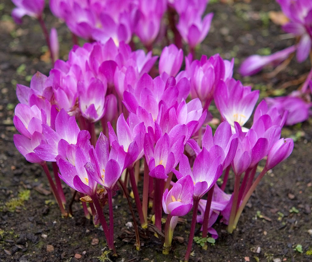 Colchicum ~ About Flowers