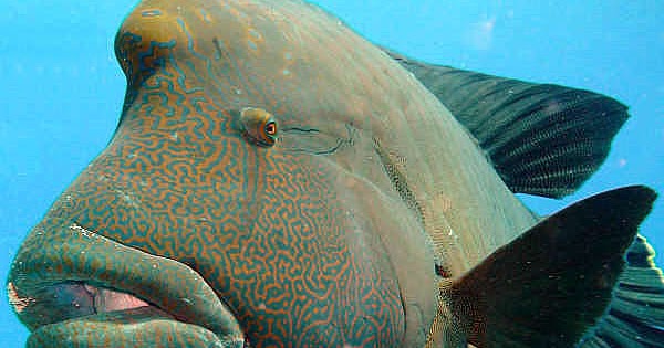 Pêche et Pêche: Le napoléon ou labre géant (Cheilinus undulatus)