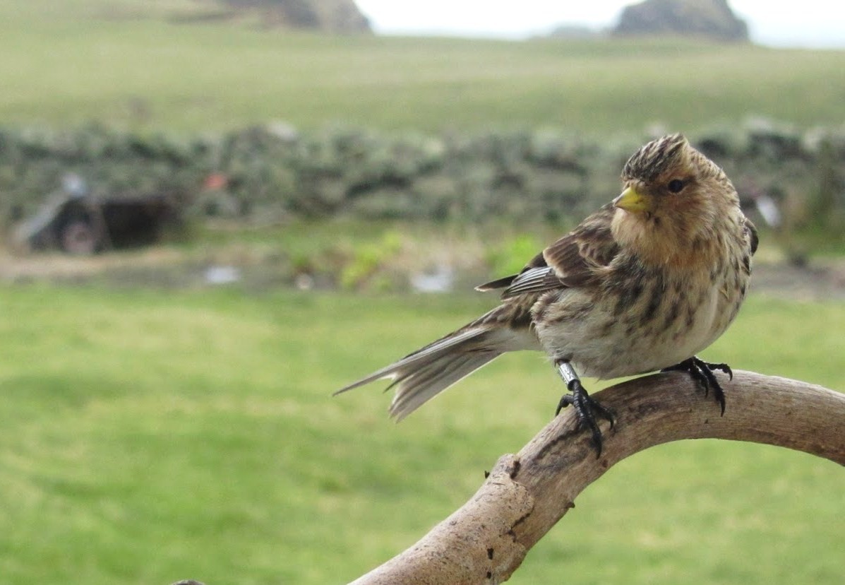 Ultima Thule: 20130303