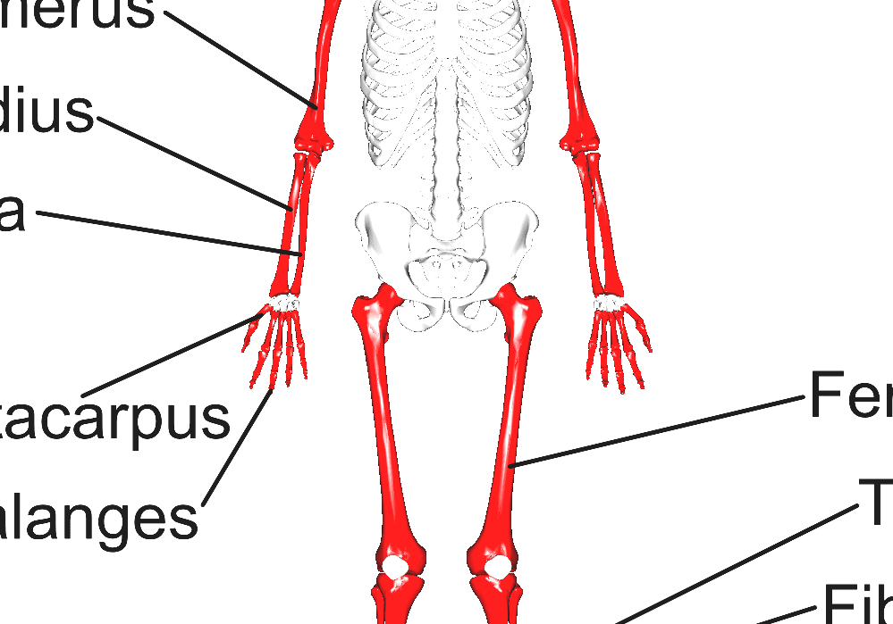 Long Bone Long Bones In The Human Body Long Bone Long Bones In The Human Body