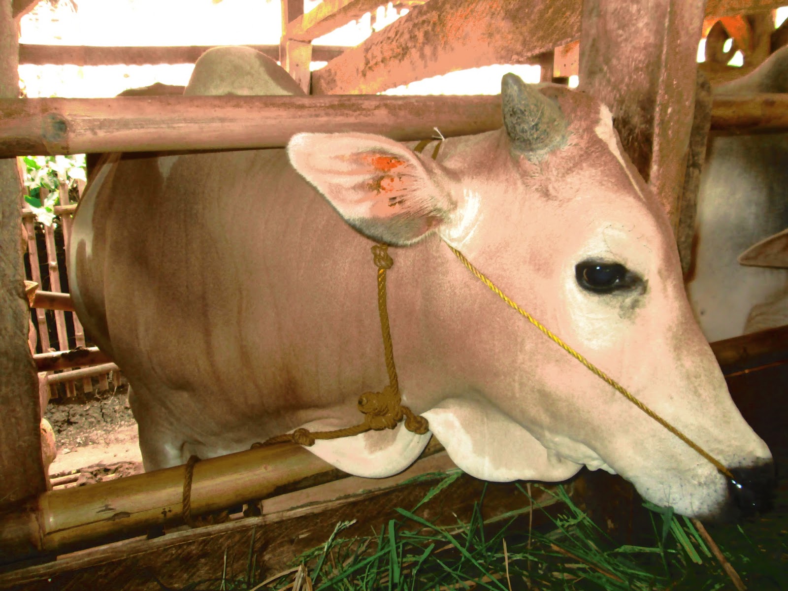 Pusat Jual Sapi & Domba Qurban MURAH di Bandung | PusatSapi.com