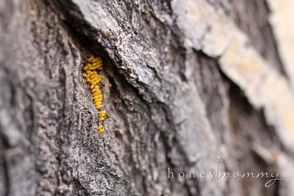 Honey Mommy: The Ladybug Tree ( Lessons on the Lifecycle of a Ladybug)