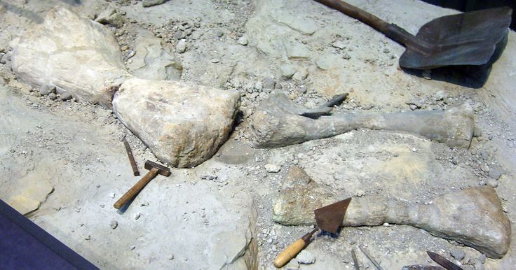 EL JOVE PALEONTÒLEG: Els Titanosaures-3: Historia evolutiva.