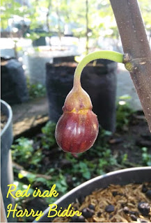 Red Iraqi Fig - Var Tin