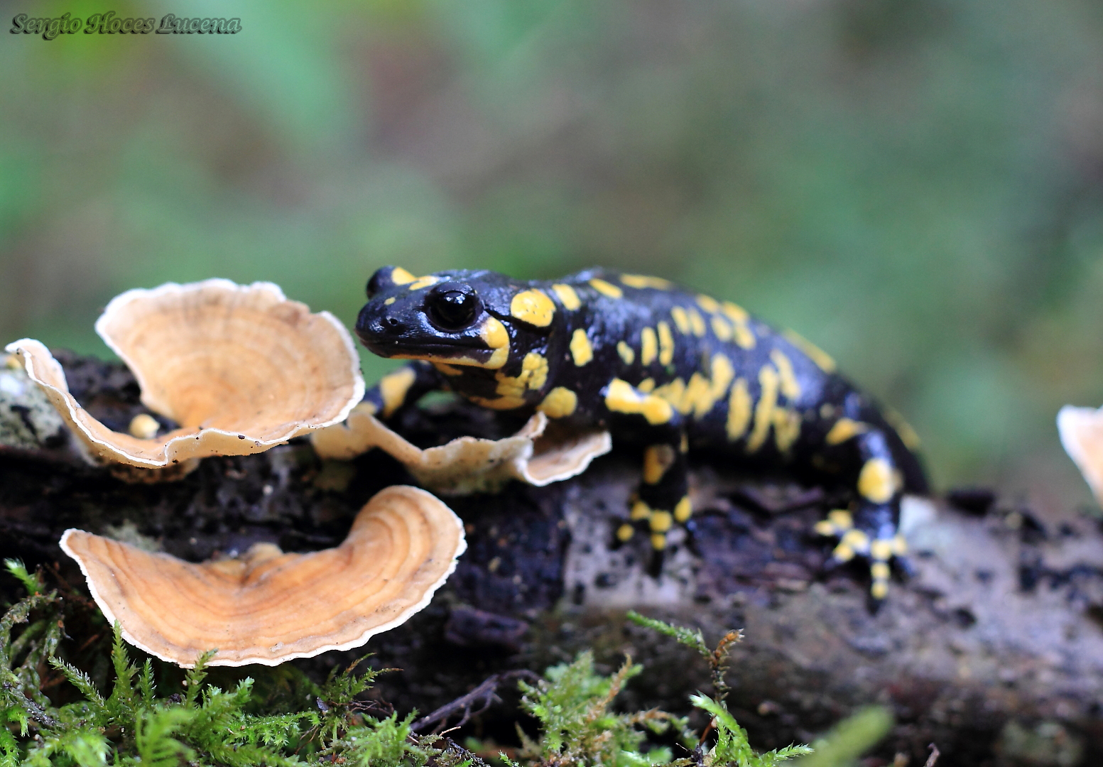Viajes, Salidas, Naturaleza, (Fotografía).: Salamandra Común ...
