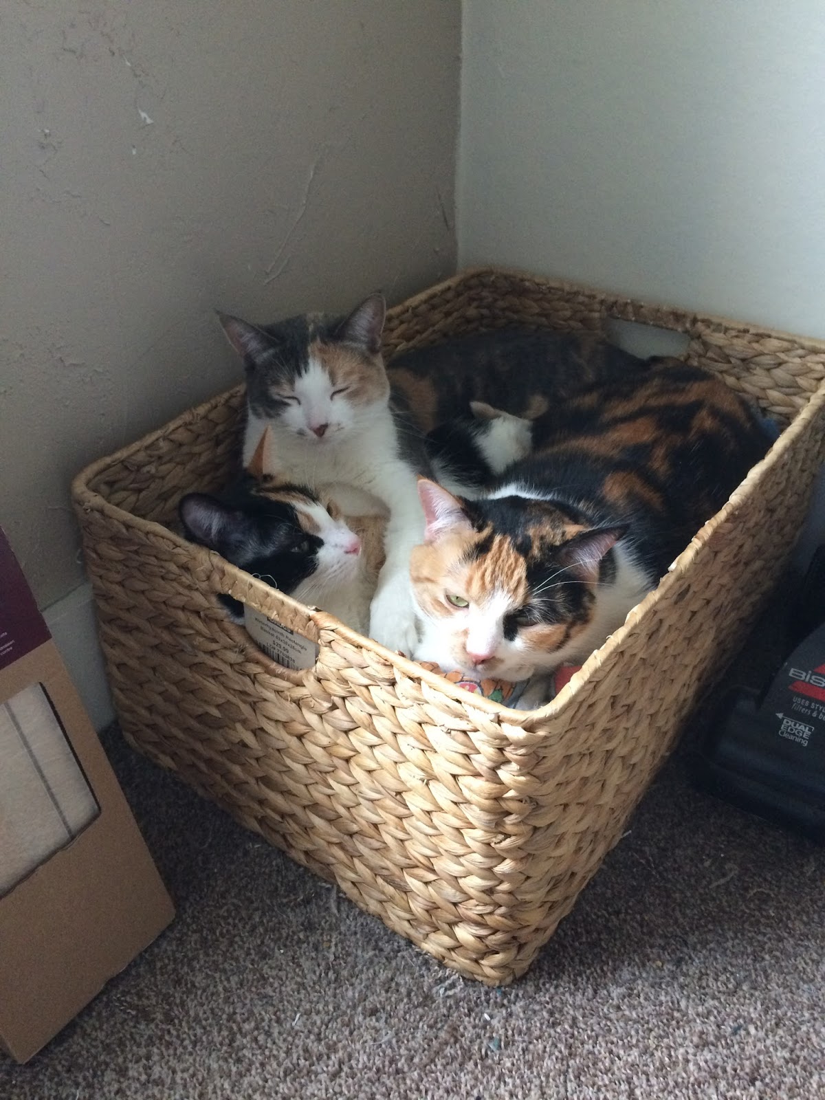 Crazy Calico Cats: Cat Basket!