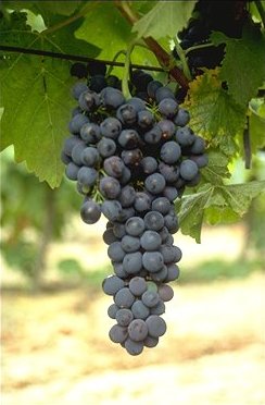 The Sommelier Update: Noble Grapes