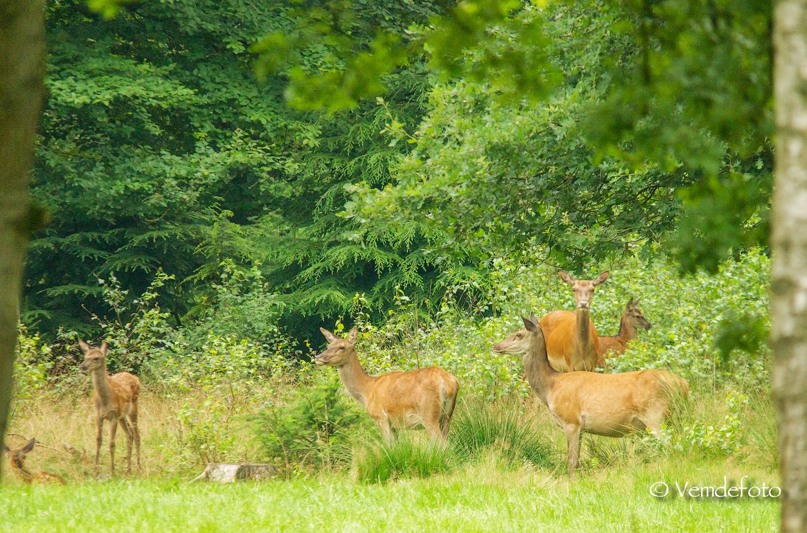 Vemde Foto's: Jonge dieren geboren op de Dellen ( Geldersch Landschap ...