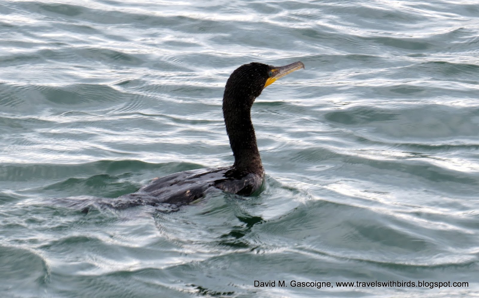 The North Shore of Lake Ontario - Travels With Birds