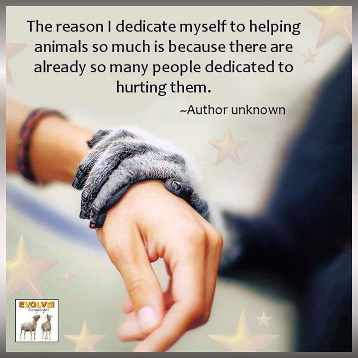 Park Avenue Chihuahua