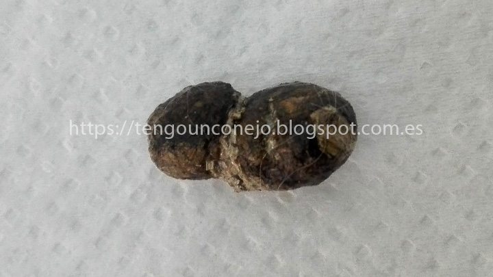 Observa sus cacas ~ Tengo Un Conejo